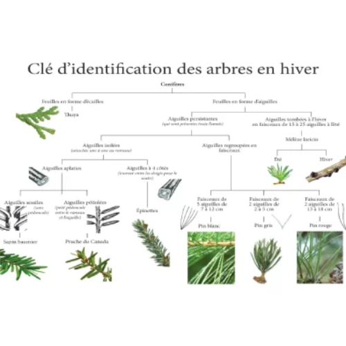 Outils éducatifs | Association forestière du sud du Québec
